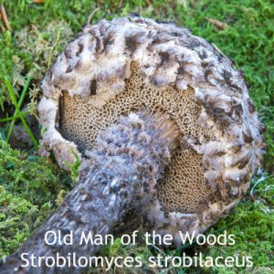 Edible Wild Food Blog » How to Identify Boletes