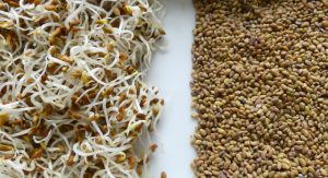 Edible Wild Food Blog » Sprouts for Your Health