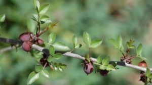 Edible Wild Food Blog » The Genuine Balm of Gilead