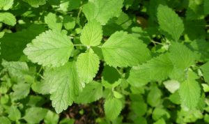 Edible Wild Food Blog » Lemon Balm Grows Wild