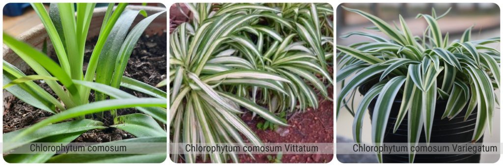 Edible Wild Food Blog » Spider Plants are Edible