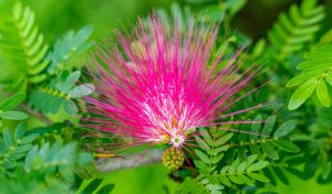 Edible Wild Food Blog » Mimosa: The Tree of Happiness