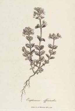 Eyebright: Pictures, Flowers, Leaves & Identification | Euphrasia ...