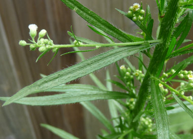 Horseweed: Pictures, Flowers, Leaves & Identification | Conyza canadensis