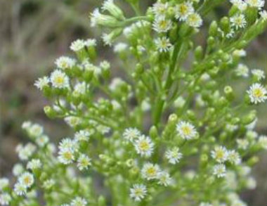 Horseweed: Pictures, Flowers, Leaves & Identification | Conyza canadensis