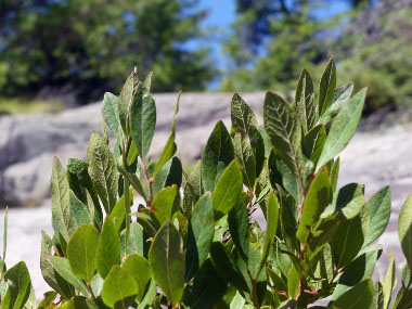 Huckleberry: Identification, Leaves, Bark & Habitat | Gaylussacia spp.