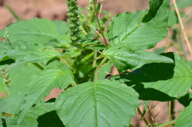 Palmer's Amaranth: Pictures, Flowers, Leaves & Identification ...