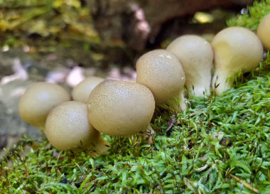 Stump Puffballs Identification: Pictures, Habitat, Season & Spore Print ...